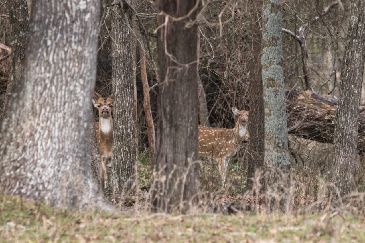 Experience the Best Axis Hunts at Rustic Springs Ranch