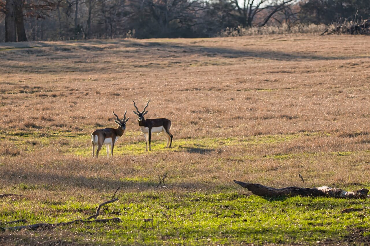 Experience Thrilling Blackbuck Hunts in Northeast Texas