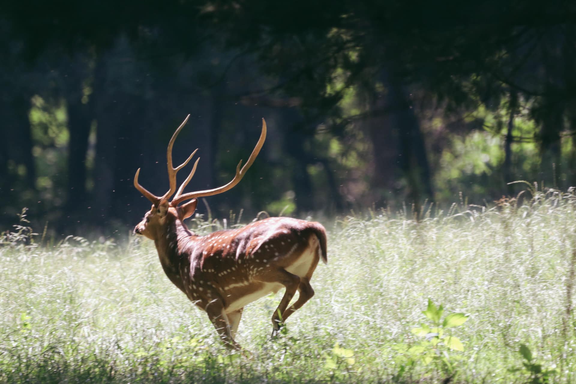 The Ultimate Guide to Rustic Springs Ranch